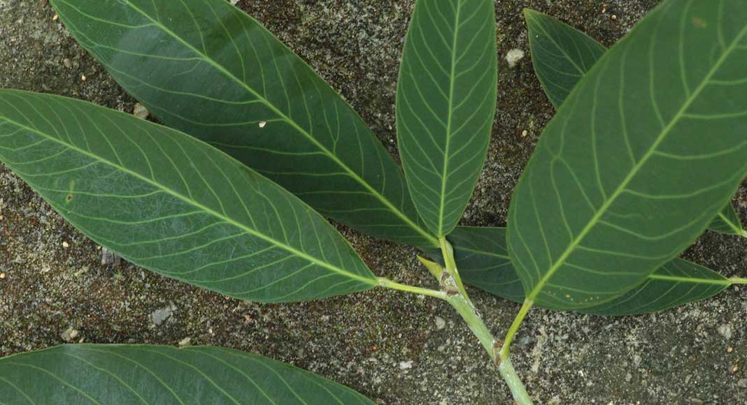 กระโดงแดง – สมุนไพรไทย